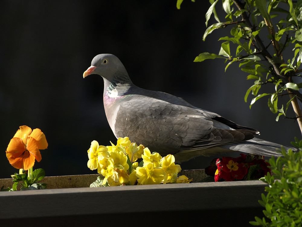 Taube im Frühling Foto & Bild | archiv projekte naturchannel ...