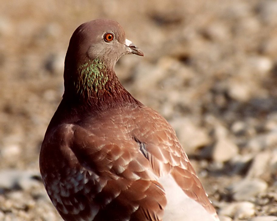 Taube mit schillerndem Hals Foto & Bild | tiere, wildlife, wild lebende ...