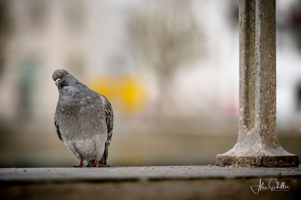 "Taube... skeptisch..." Foto & Bild | tiere, wildlife, wild lebende ...