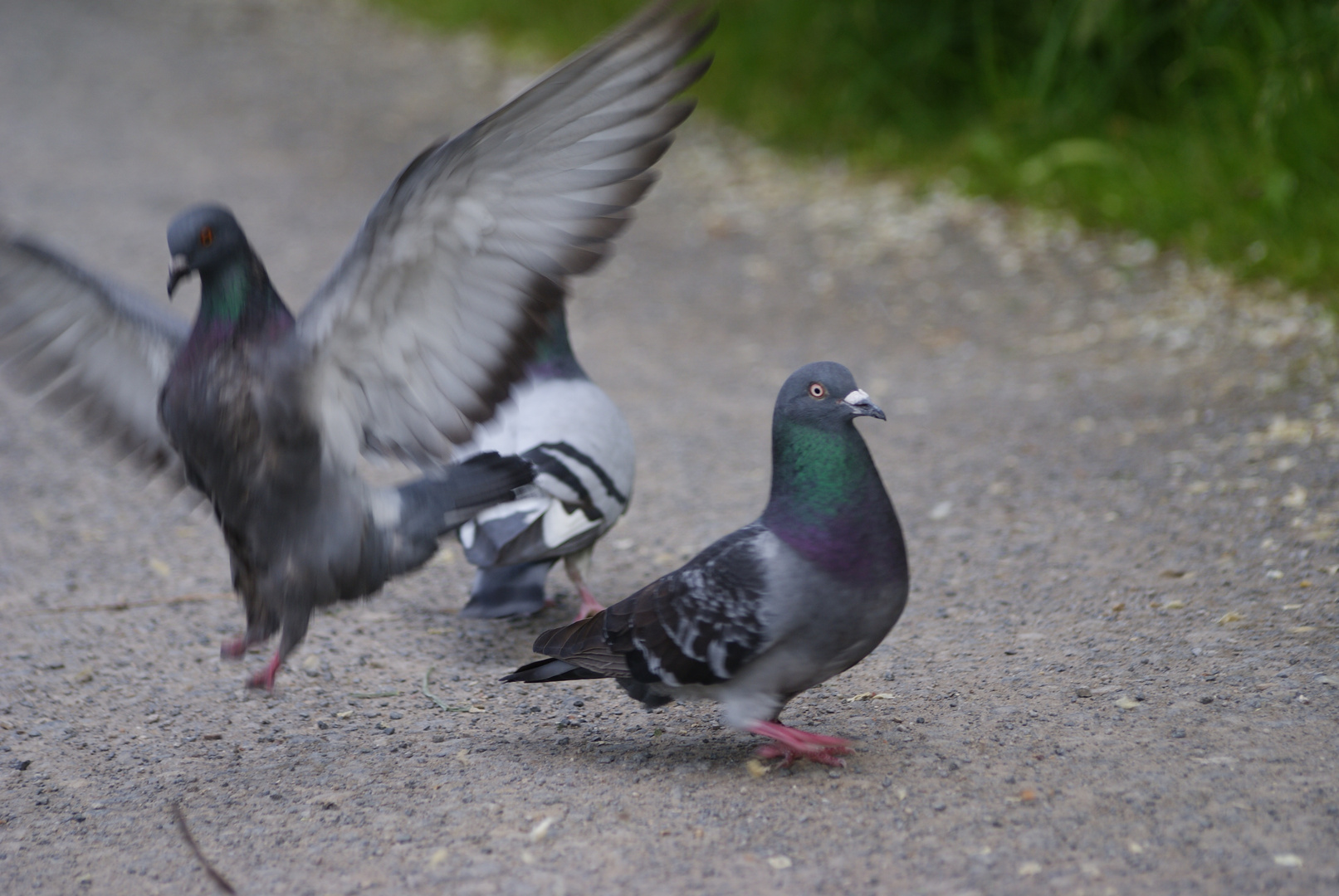 Taube2 Foto & Bild | tiere, wildlife, kust Bilder auf fotocommunity