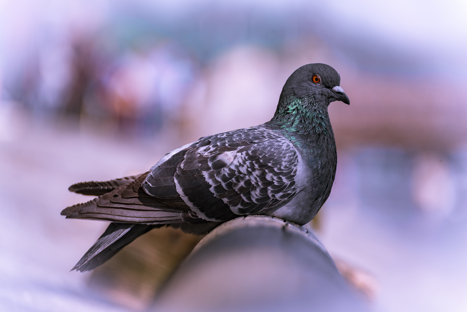 Taube...farbig Foto & Bild | natur, taube, luzern Bilder auf fotocommunity