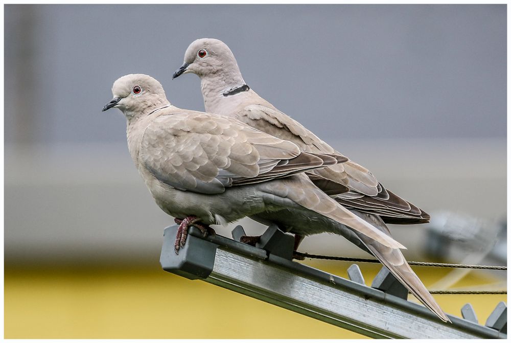 ++ Tauben ++ Foto & Bild | natur, tiere, vögel Bilder auf fotocommunity