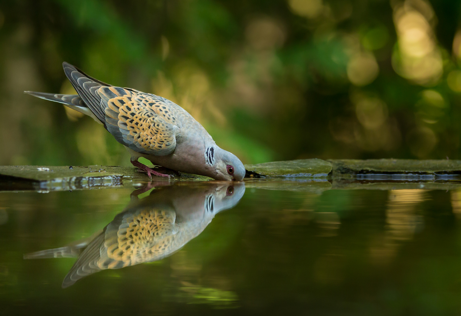 Tauben... Foto & Bild | sommer, wasser, natur Bilder auf fotocommunity