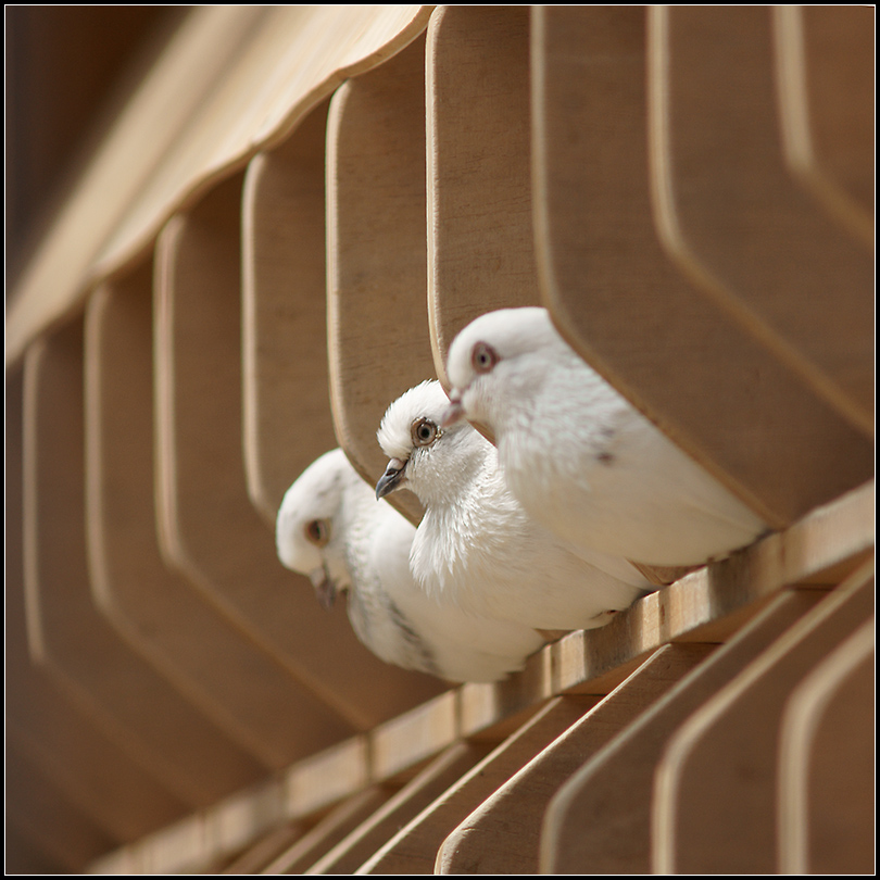 Tauben am Balkon Foto & Bild | tiere, zoo, wildpark & falknerei, vögel ...