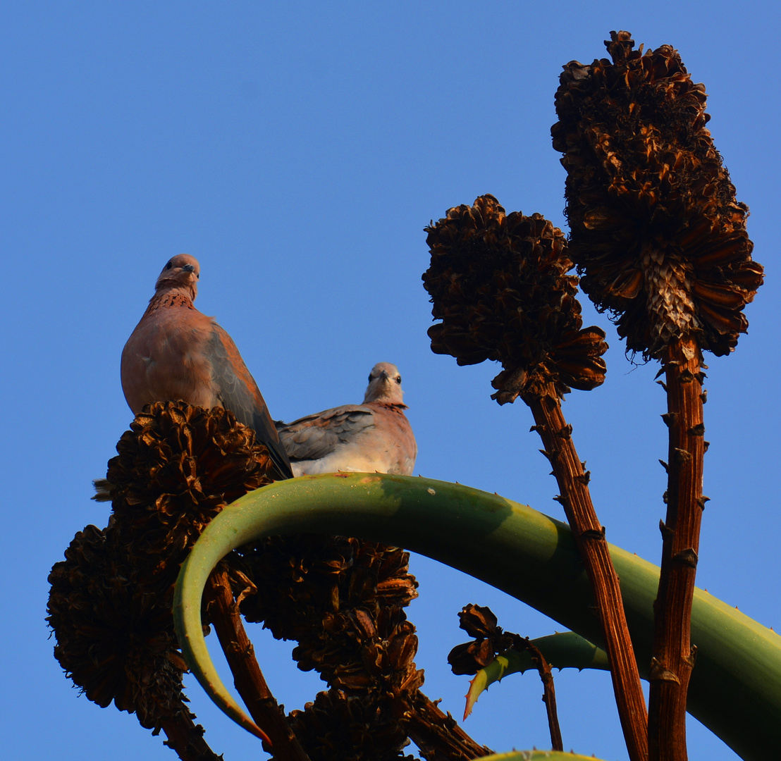 Tauben auf der Fruechte tragenden Aloe Foto & Bild | tiere, wildlife ...