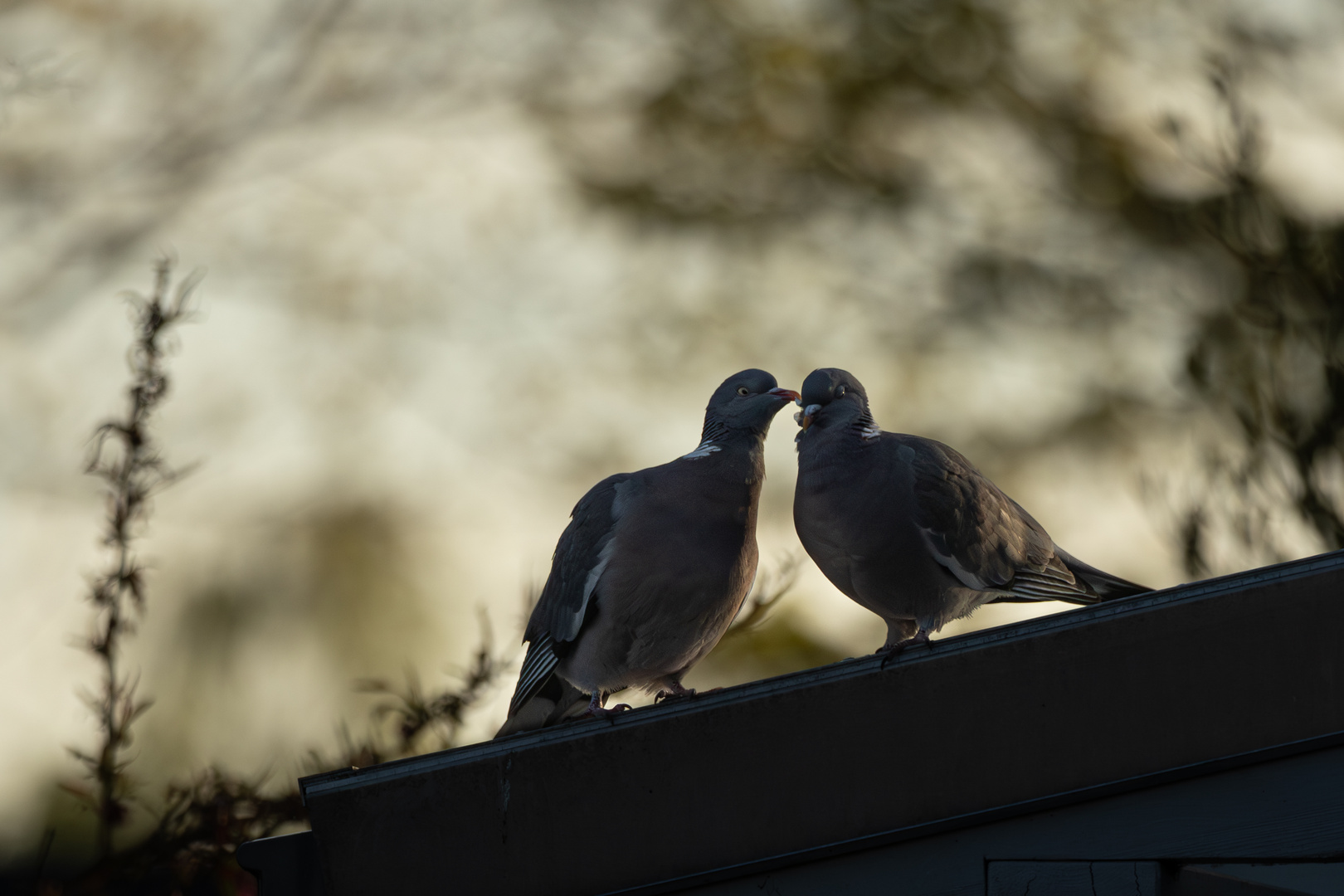 Tauben Foto & Bild | frühling, abend, bokeh Bilder auf fotocommunity