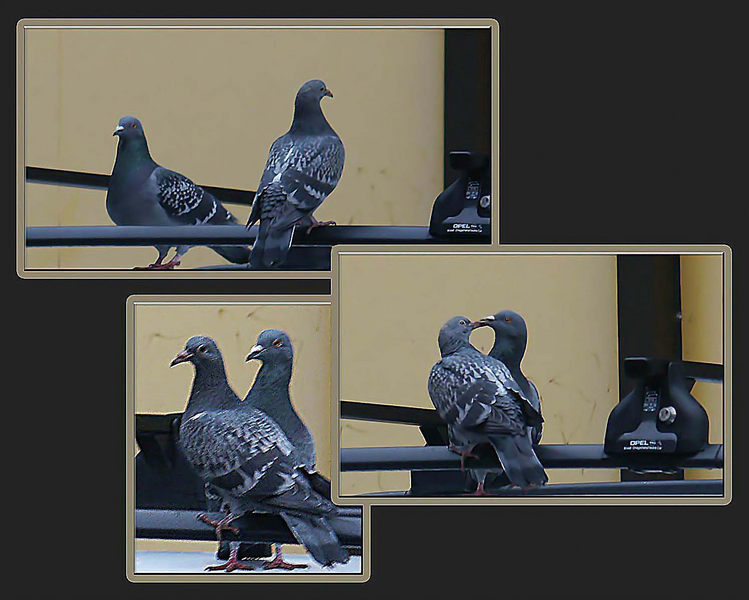 Tauben.... Foto & Bild | tiere, wildlife, wild lebende vögel Bilder auf ...