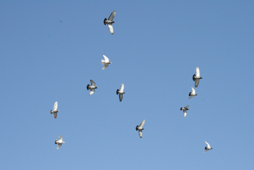 Tauben im Flug Foto & Bild | natur tiere vögel Bilder auf fotocommunity