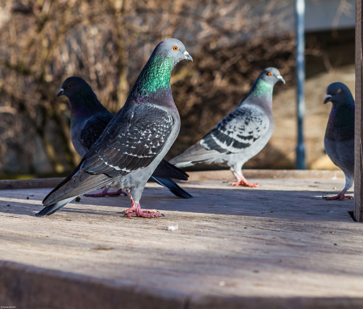 Tauben in Tübingen... Foto & Bild | world, natur, vogel Bilder auf ...