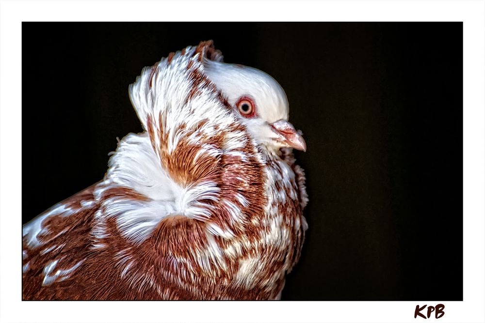 Tauben Portrait Foto & Bild | tiere, wildlife, wild lebende vögel ...