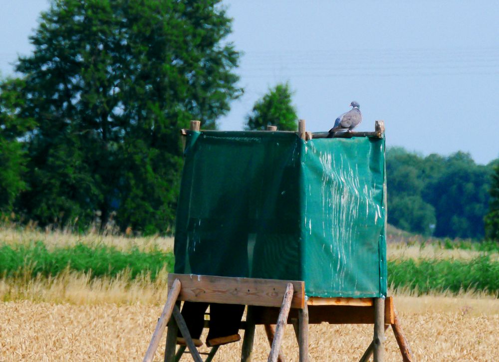 Tauben - Schiß Foto & Bild | naturimpressionen..., spezial Bilder auf ...