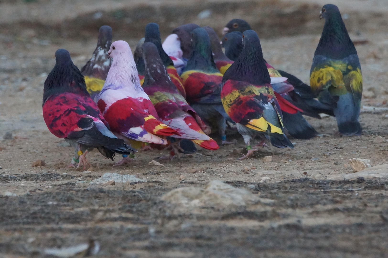 Tauben, Spanien, Foto & Bild | tiere, haustiere, vögel Bilder auf ...