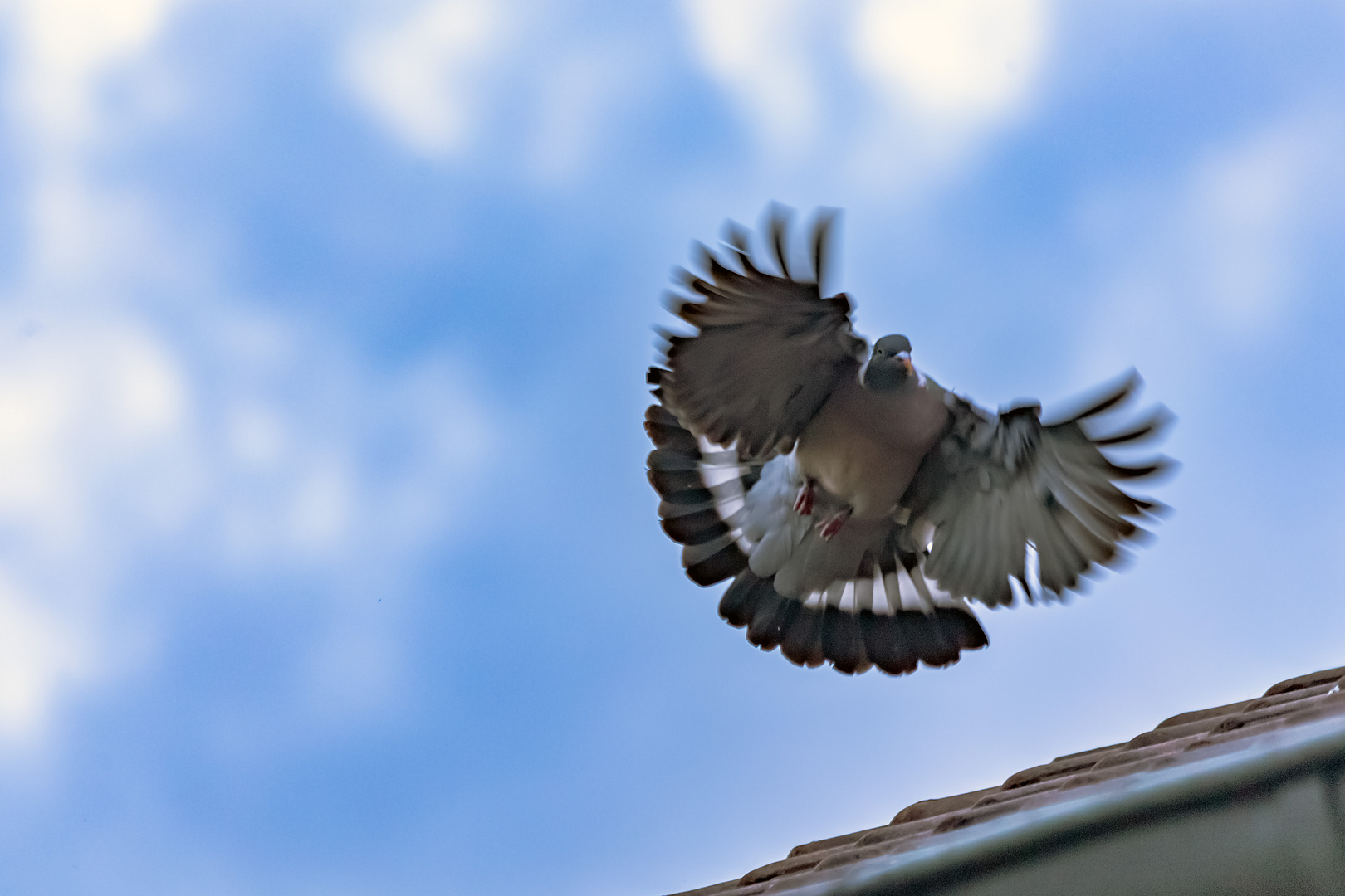 Tauben Tanz 3 Foto & Bild | tiere, wildlife, wild lebende vögel Bilder ...