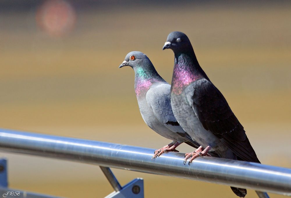 Taubenpaar Foto & Bild | tiere, wildlife, wild lebende vögel Bilder auf ...