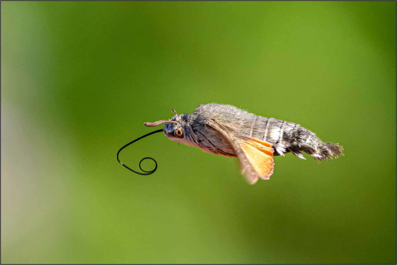 Taubenschwänzchen Foto & Bild | tiere, wildlife, schmetterlinge Bilder ...