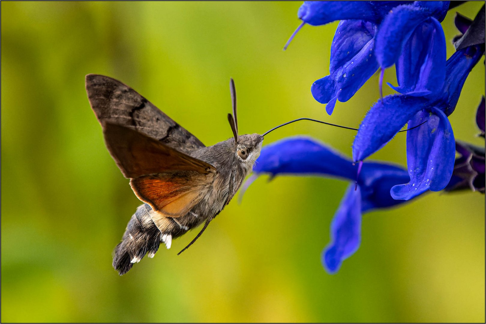 Taubenschwänzchen – immer noch unterwegs Foto & Bild | tiere, wildlife ...
