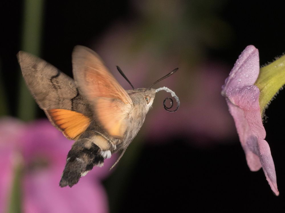 Taubenschwanz V Foto & Bild | makro, natur, macro Bilder auf fotocommunity Taubenschwanz V Foto & Bild | makro, natur, macro Bilder auf fotocommunity