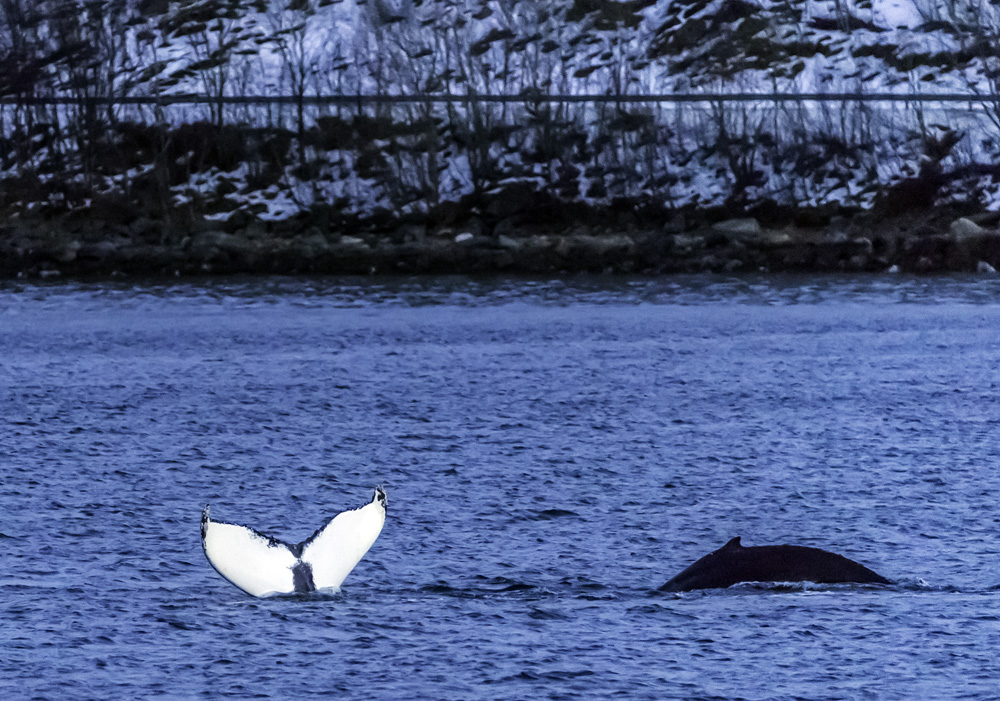 tauchende Buckelwale Foto & Bild | europe, scandinavia, norway Bilder ...