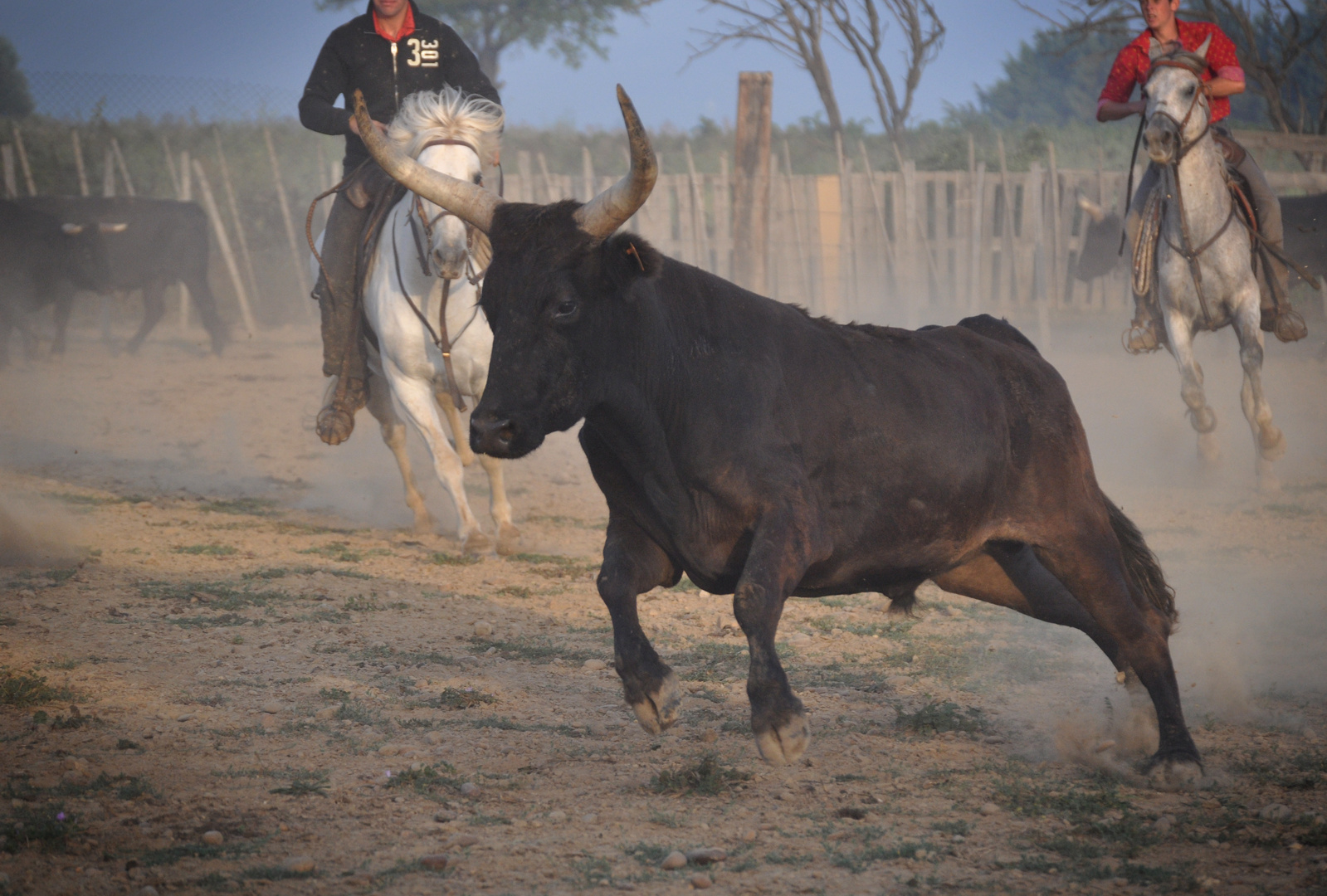 Taureau camarguais photo et image | animaux, animaux domestiques, les ...