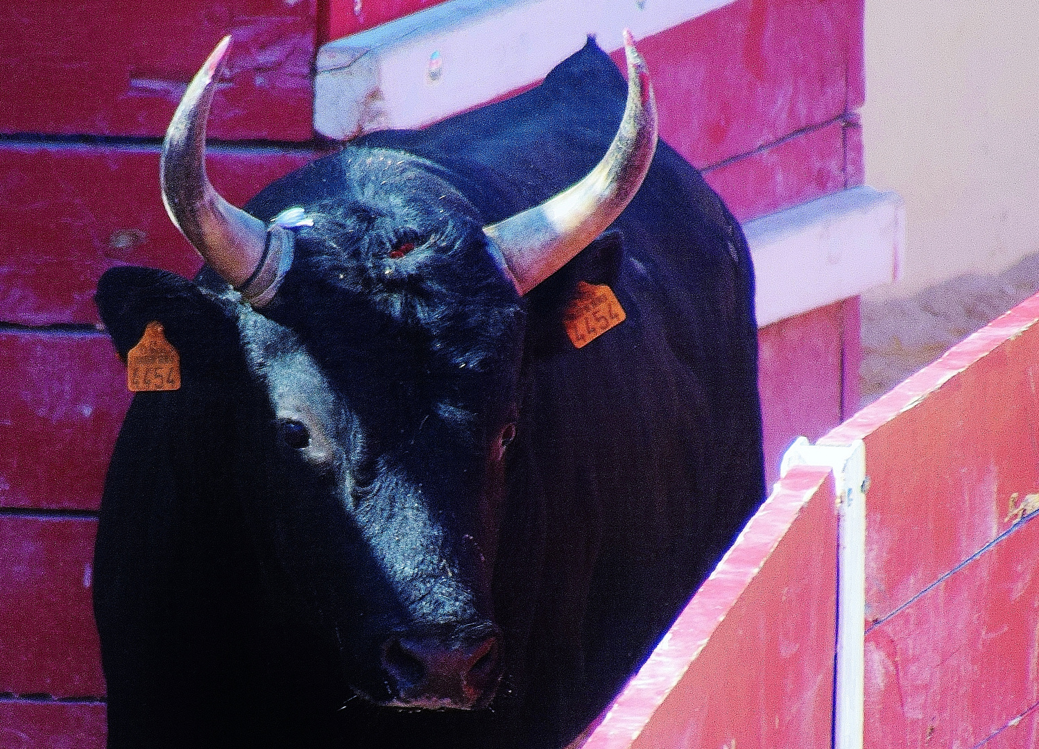 Taureaux photo et image | nature, animaux, reportage Images fotocommunity