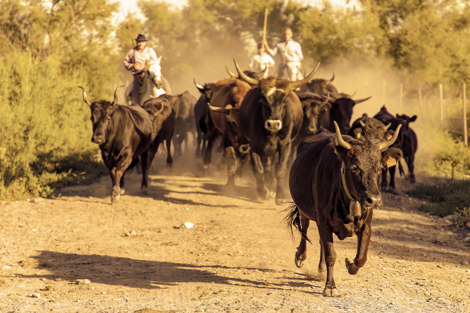 Taureaux photo et image | france, nature, world Images fotocommunity