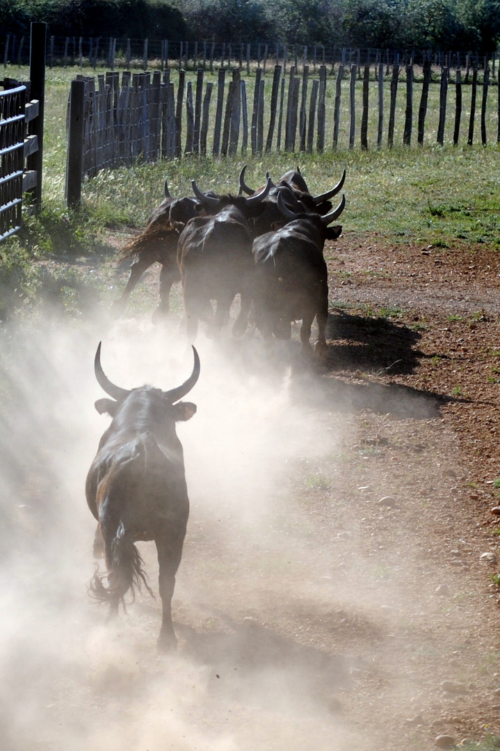 Taureaux en Camargues photo et image | paysages, nature Images ...