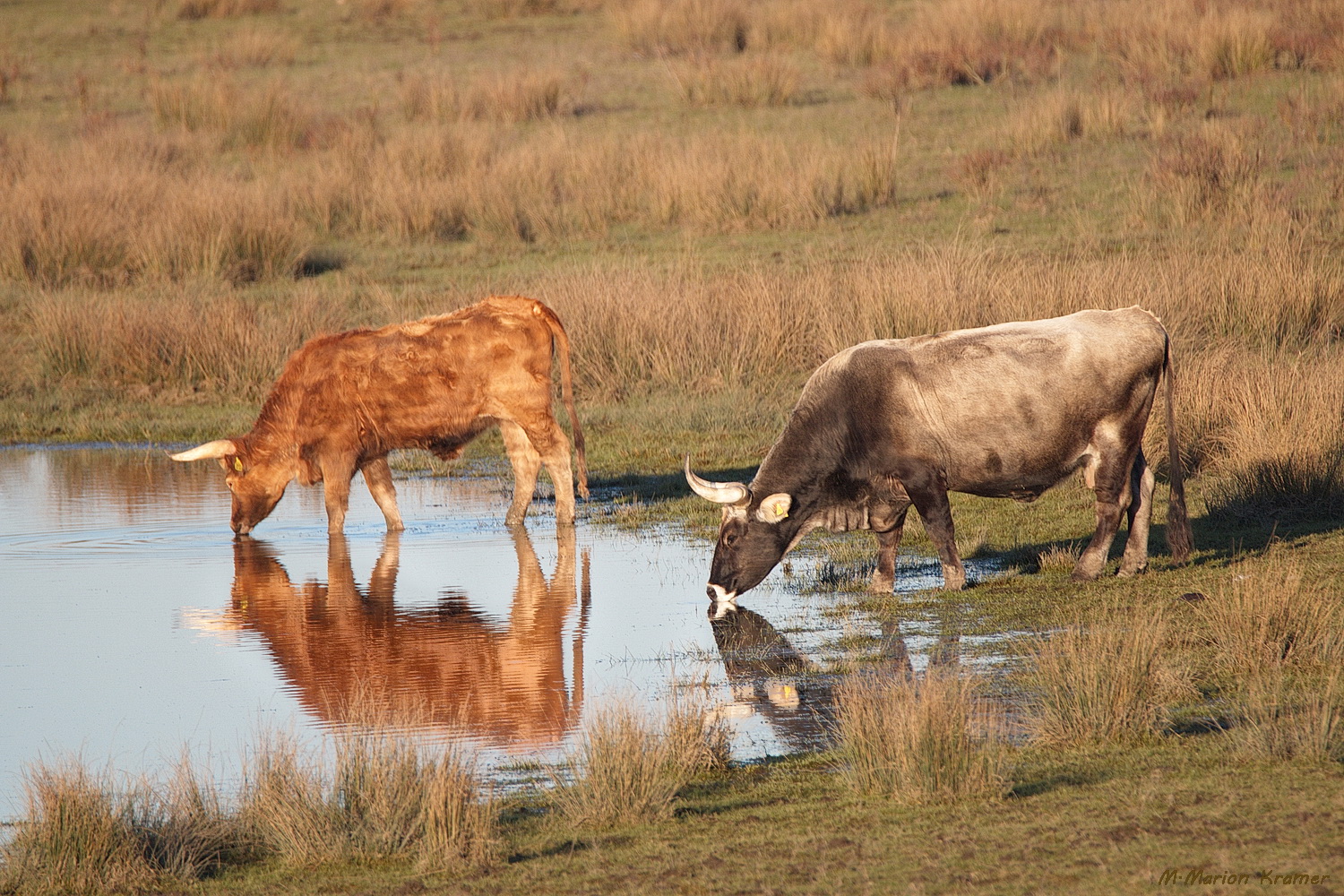 Taurus.- Heckrinder in der Hellinghäuser Mersch Foto & Bild | tiere ...