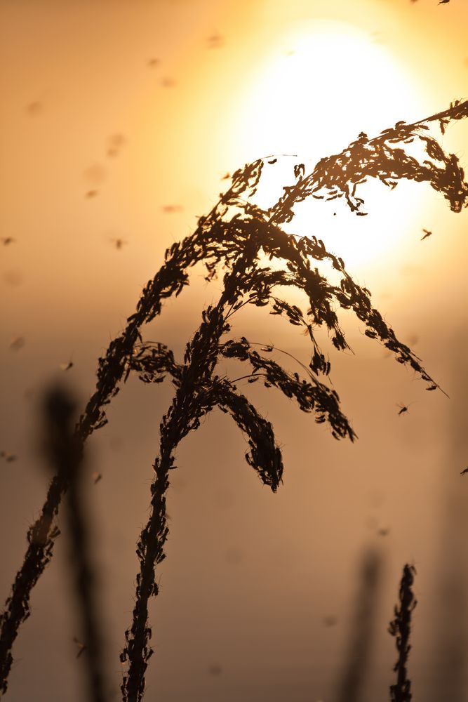 Tausende - Futter für Frösche Foto & Bild | tiere, wildlife, insekten ...