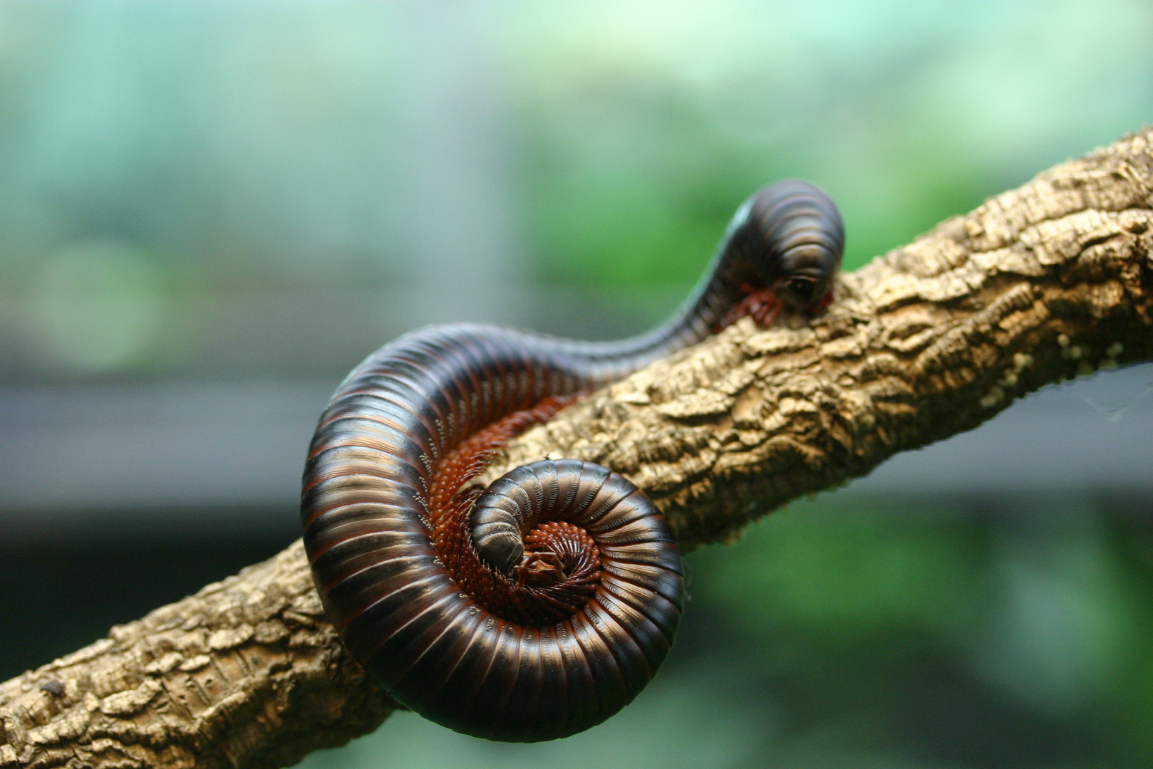 Tausendfüßer (Myriapoda) Foto & Bild | tiere, zoo, wildpark & falknerei ...