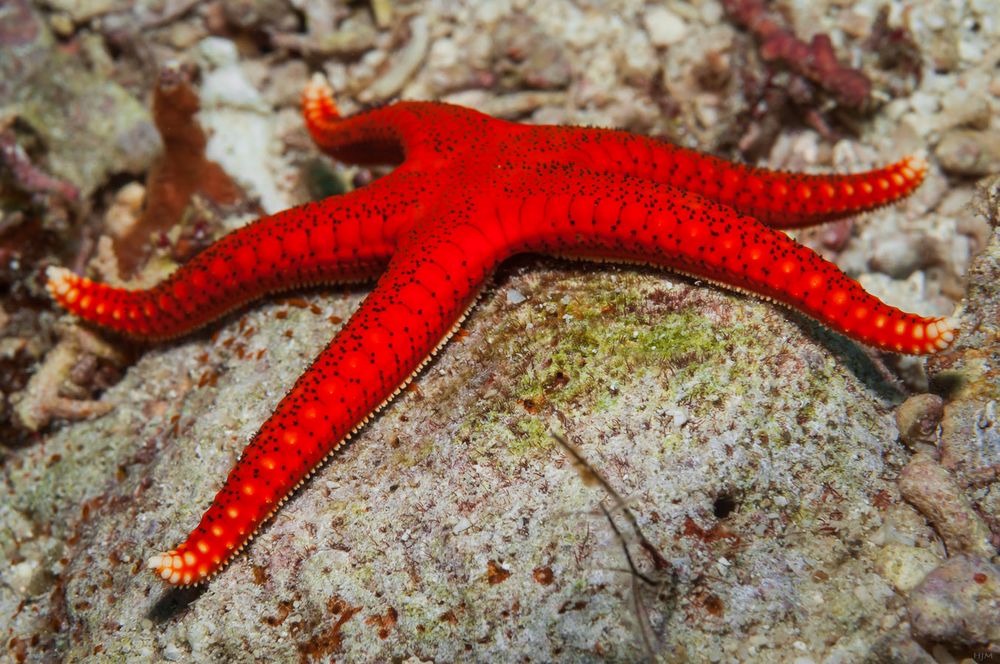 Tausendpunkt-Seestern Foto & Bild | asia, indonesia, tiere Bilder auf ...