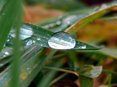 Tautropfen Foto & Bild | natur-makros, natur-kreativ, aufnahmetechniken Bilder auf fotocommunity