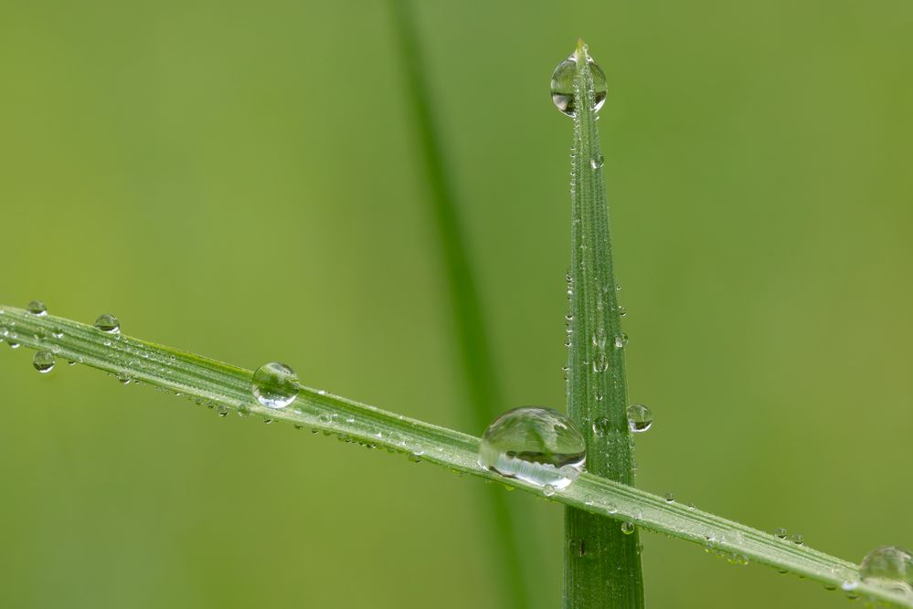 Tautropfen am Morgen Foto & Bild | fotos, canon, spezial Bilder auf fotocommunity