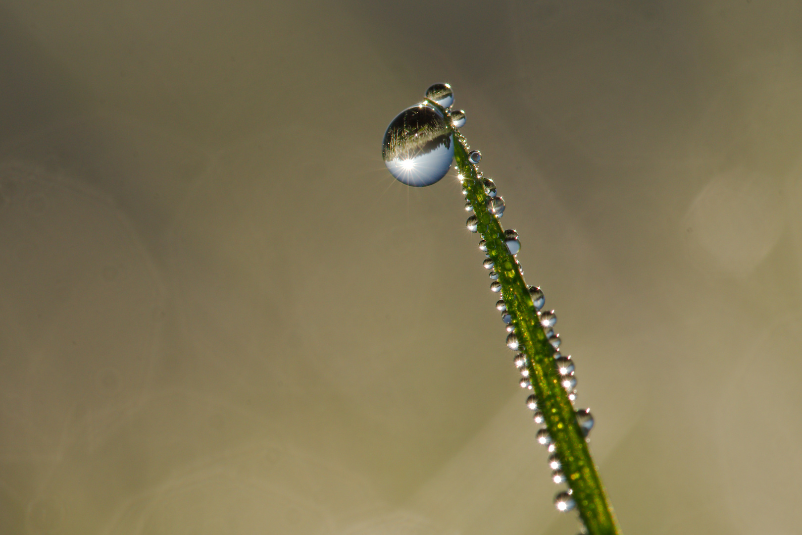 Tautropfenschönheit Foto & Bild | natur, tau, tautropfen Bilder auf fotocommunity
