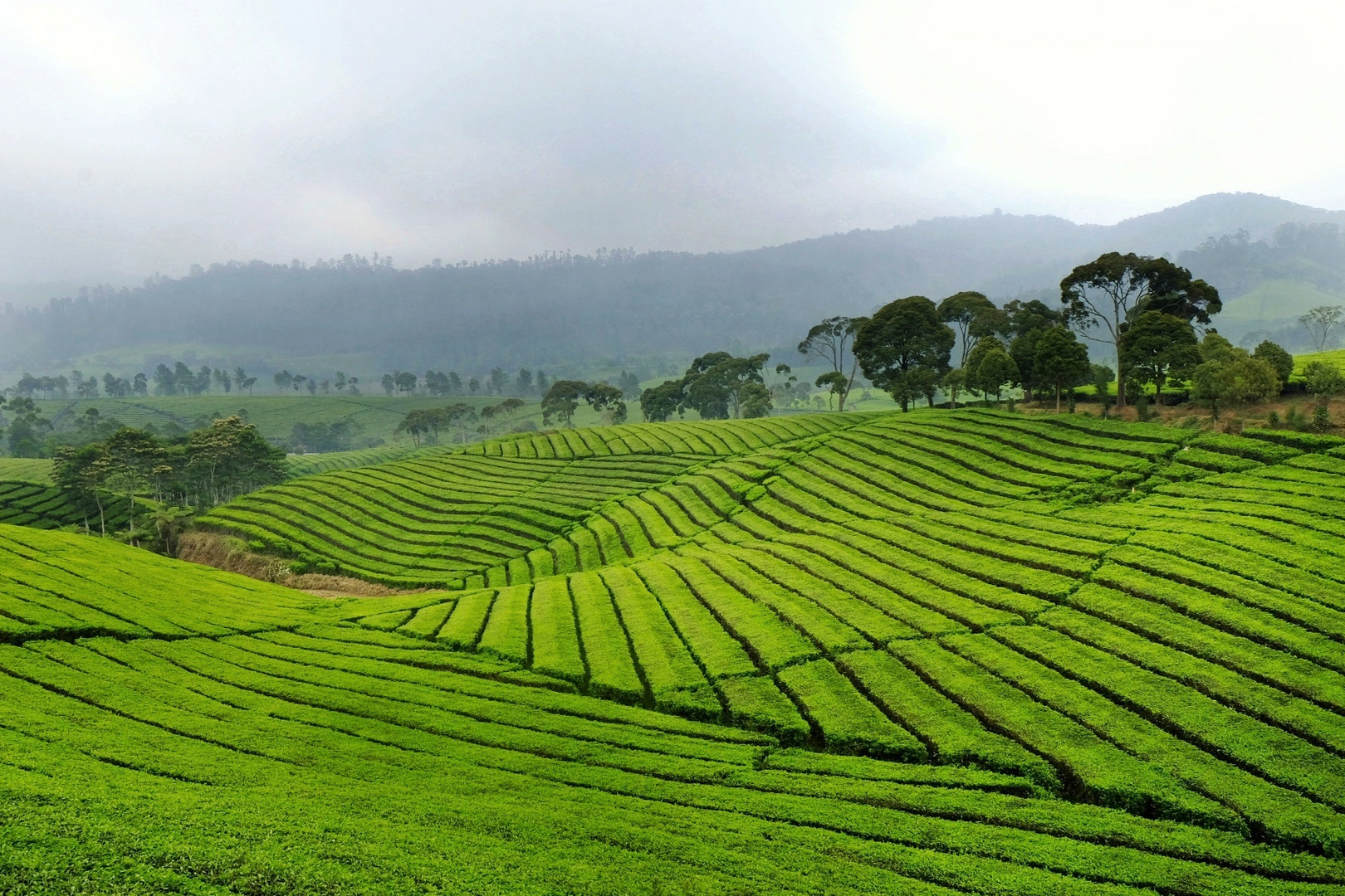 Tea Plantation photo & image | nature, pattern, tea plantation images ...