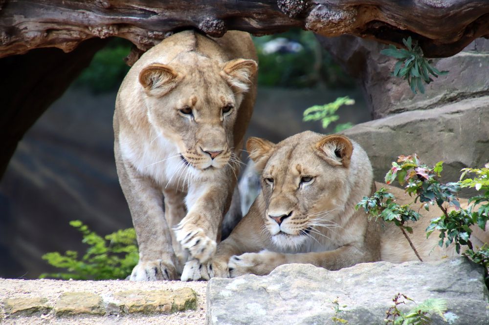 Team ... Foto & Bild | natur, zoo, tiere Bilder auf fotocommunity