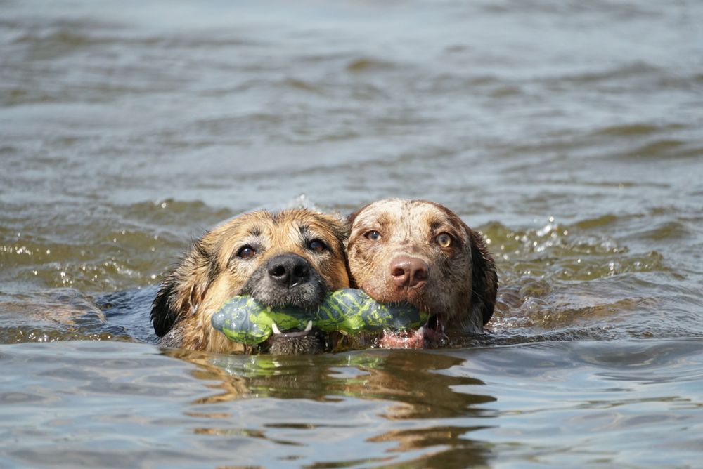 Teamarbeit Foto & Bild | tiere, tierfreundschaften, dokumentation ...