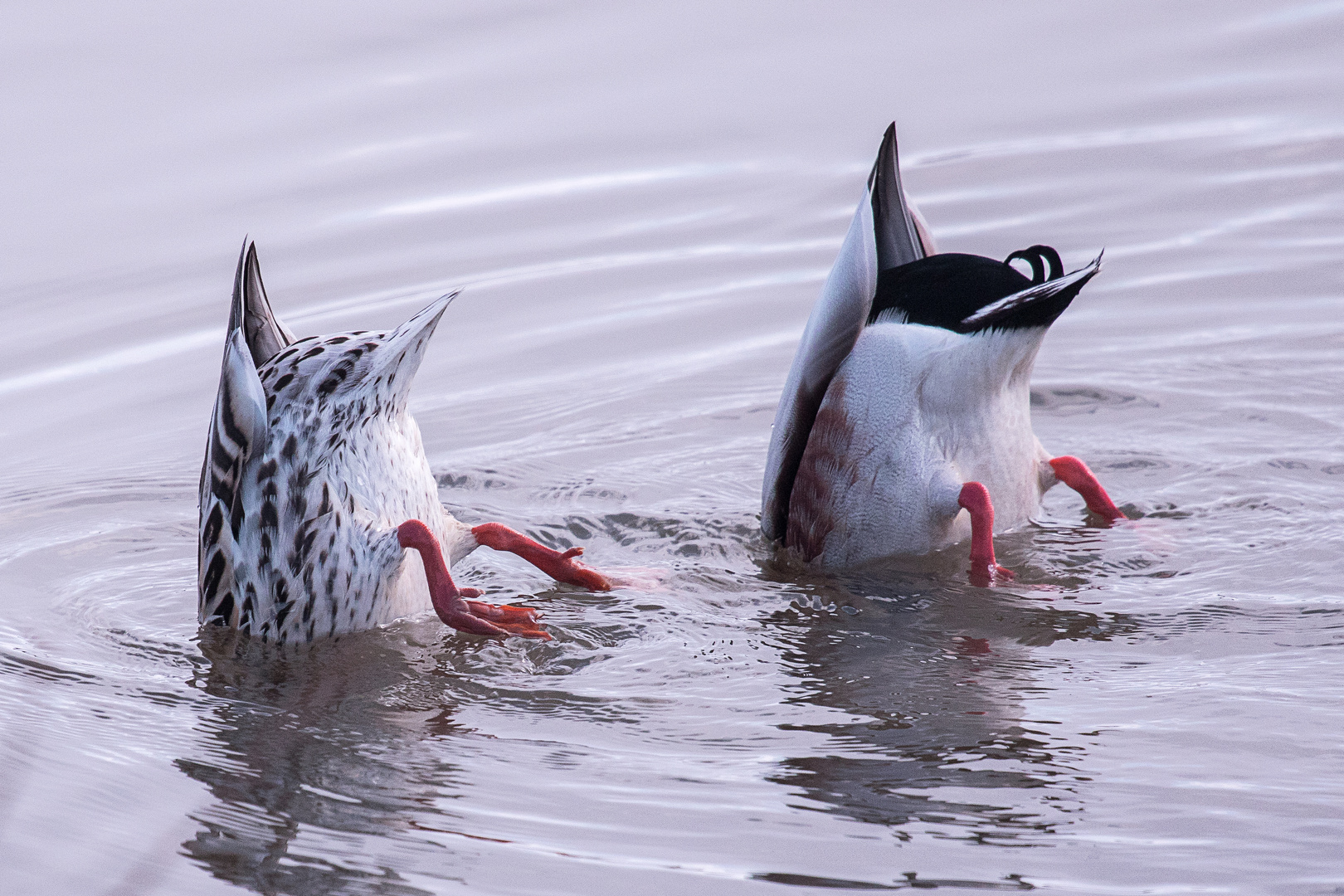 Teamwork Foto & Bild | tiere, wildlife, wild lebende vögel Bilder auf ...