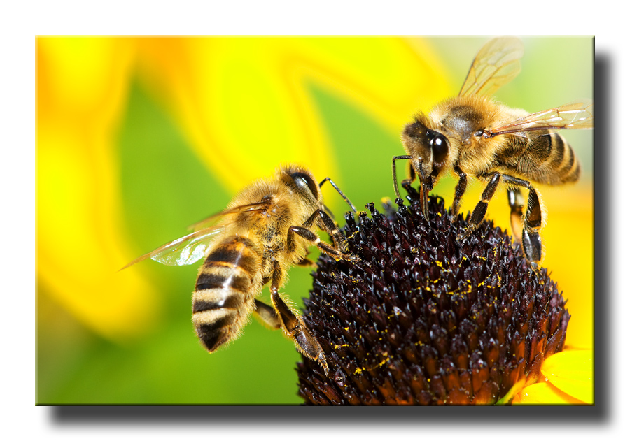 Teamwork 1 Foto & Bild | tiere, wildlife, insekten Bilder auf fotocommunity
