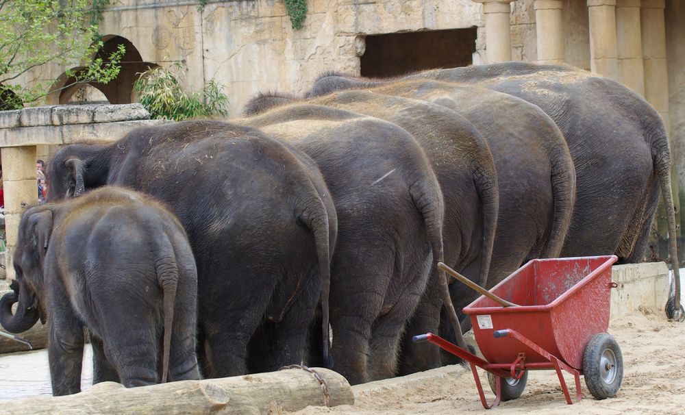 TEAMWORK Foto & Bild | animals, zoos, parks & falconries, mammals ...