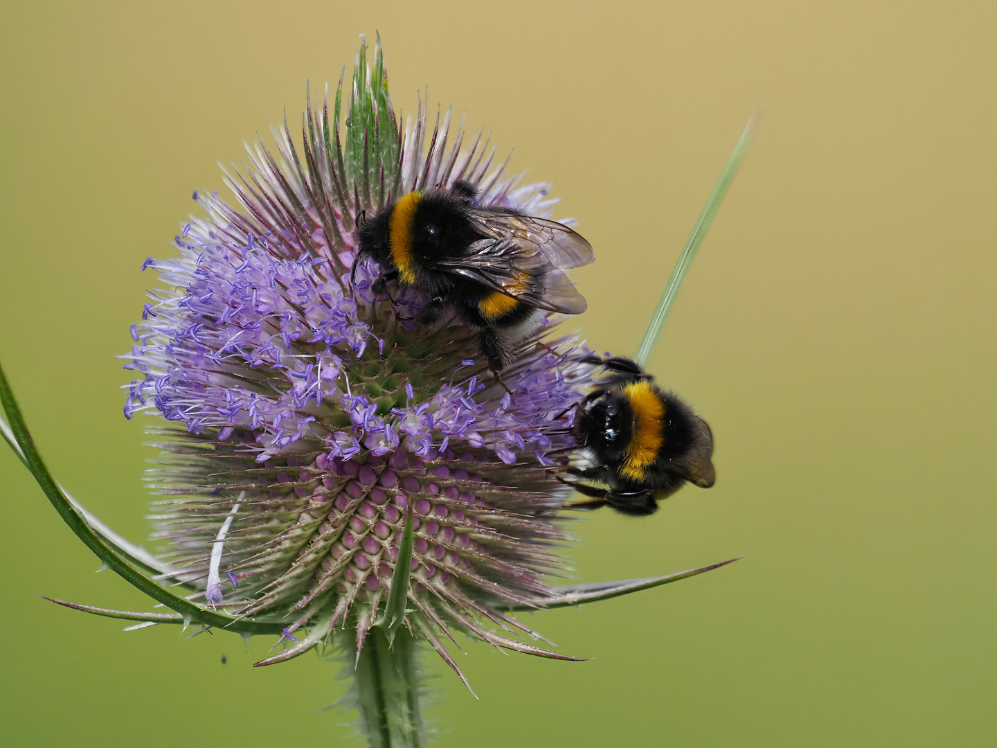 Teamwork Foto & Bild | natur, insekten, tiere Bilder auf fotocommunity
