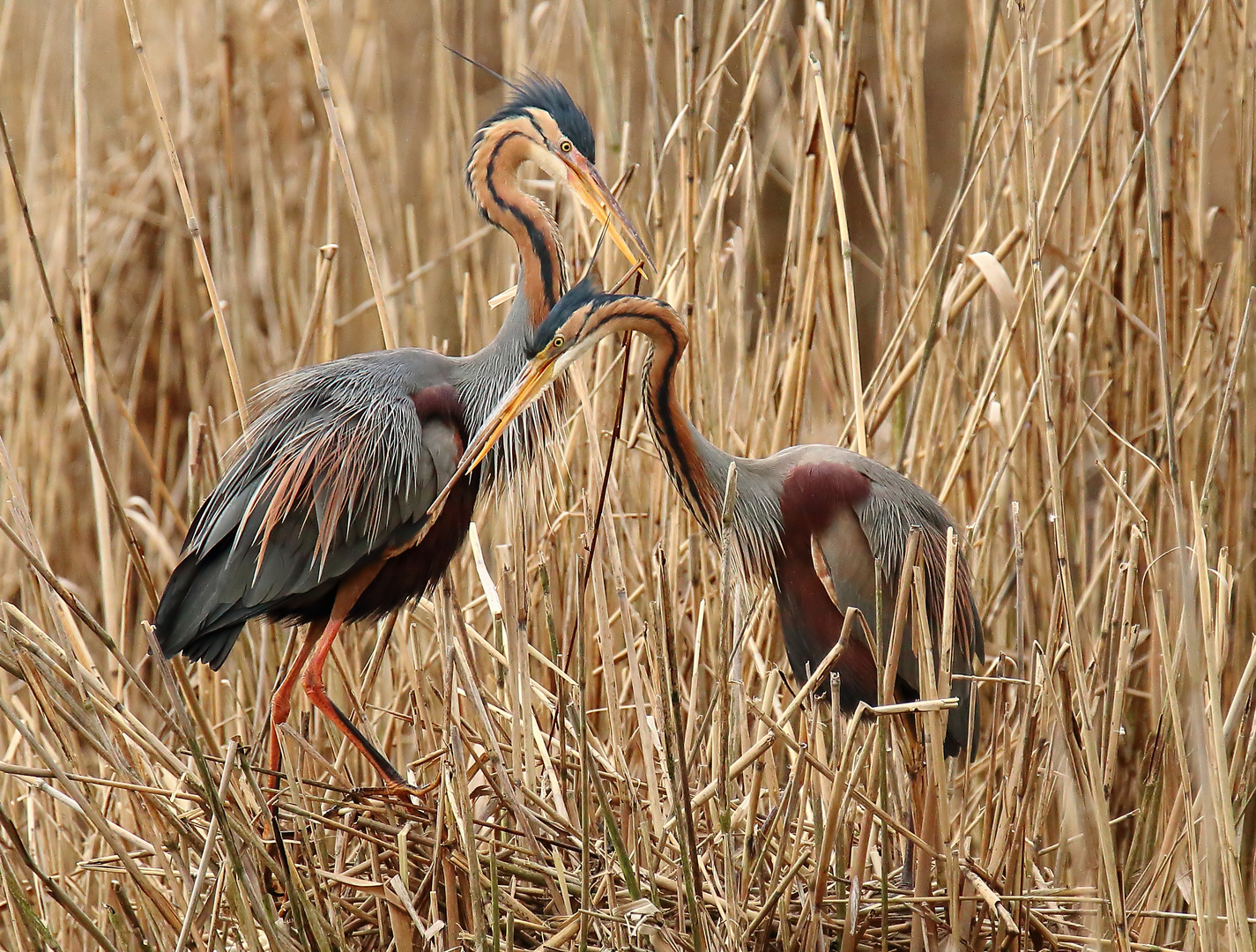 Teamwork Foto & Bild | tiere, wildlife, natur Bilder auf fotocommunity