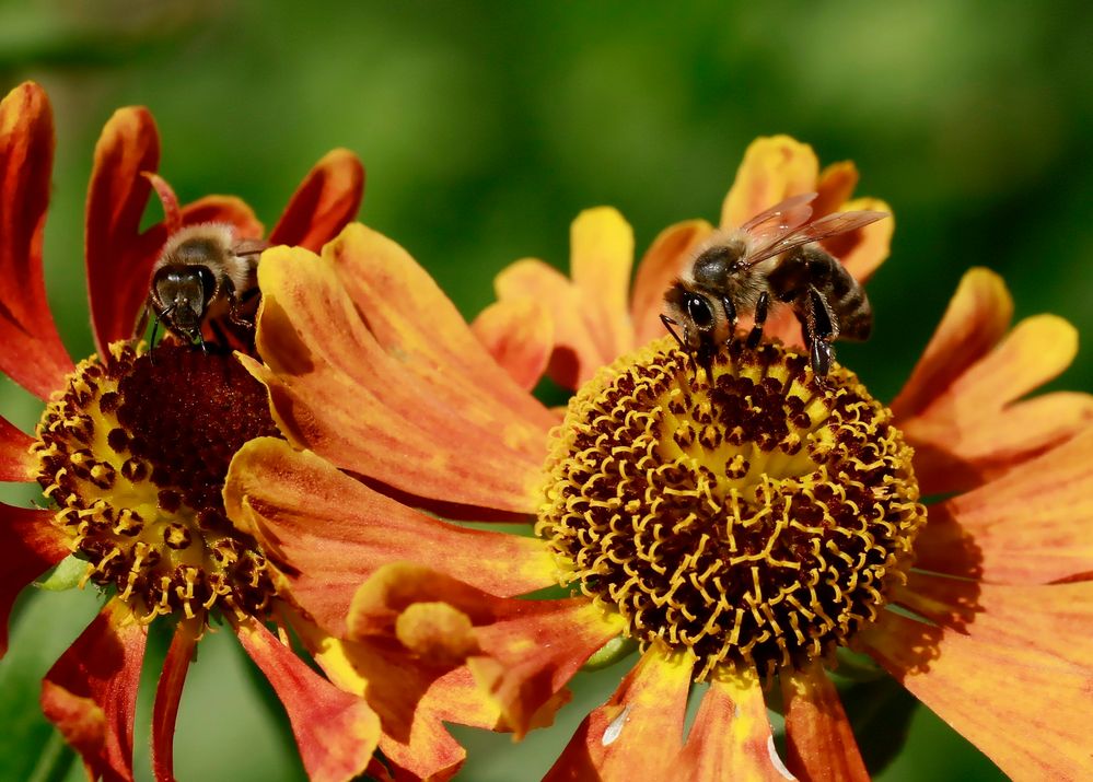 Teamwork Foto & Bild | tiere, wildlife, insekten Bilder auf fotocommunity