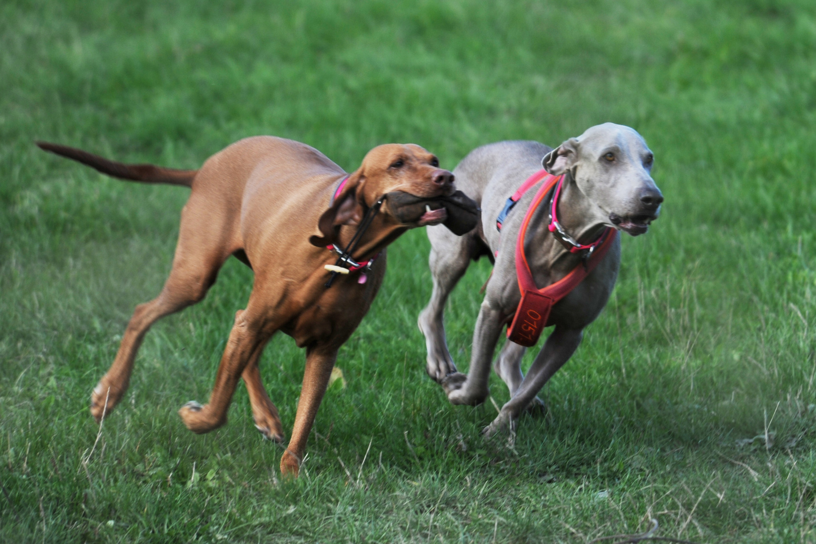 Teamwork ......auftragsgemäß "apportiert"!! Foto & Bild | tiere ...
