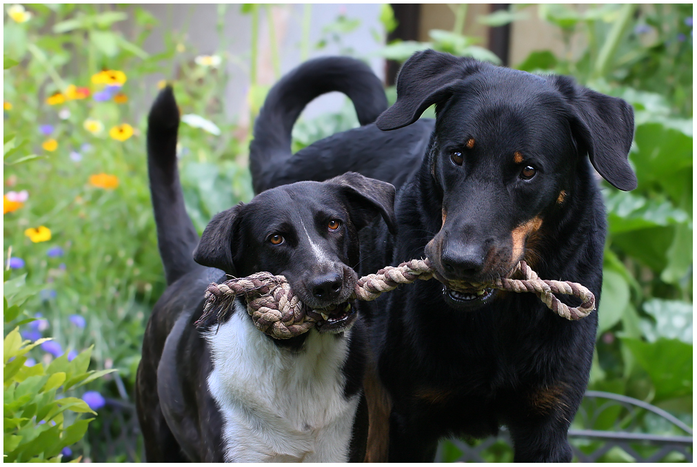 ...Teamwork... Foto & Bild | tiere, haustiere, hunde Bilder auf ...