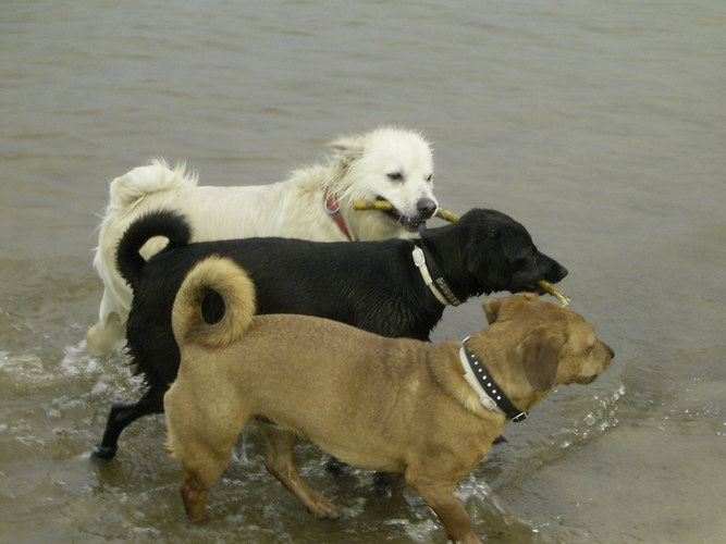 Teamwork Foto & Bild | tiere, haustiere, hunde Bilder auf fotocommunity