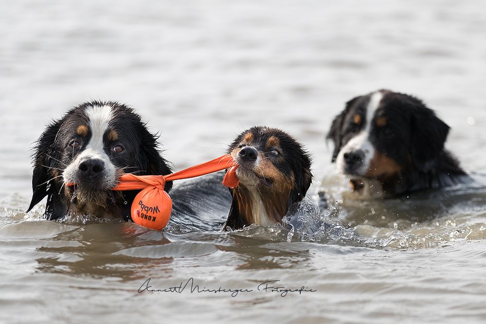 Teamwork Foto & Bild | tiere, haustiere, hunde Bilder auf fotocommunity