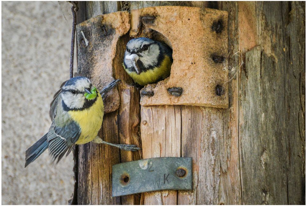 Teamwork Foto & Bild | natur, hessen, tiere Bilder auf fotocommunity
