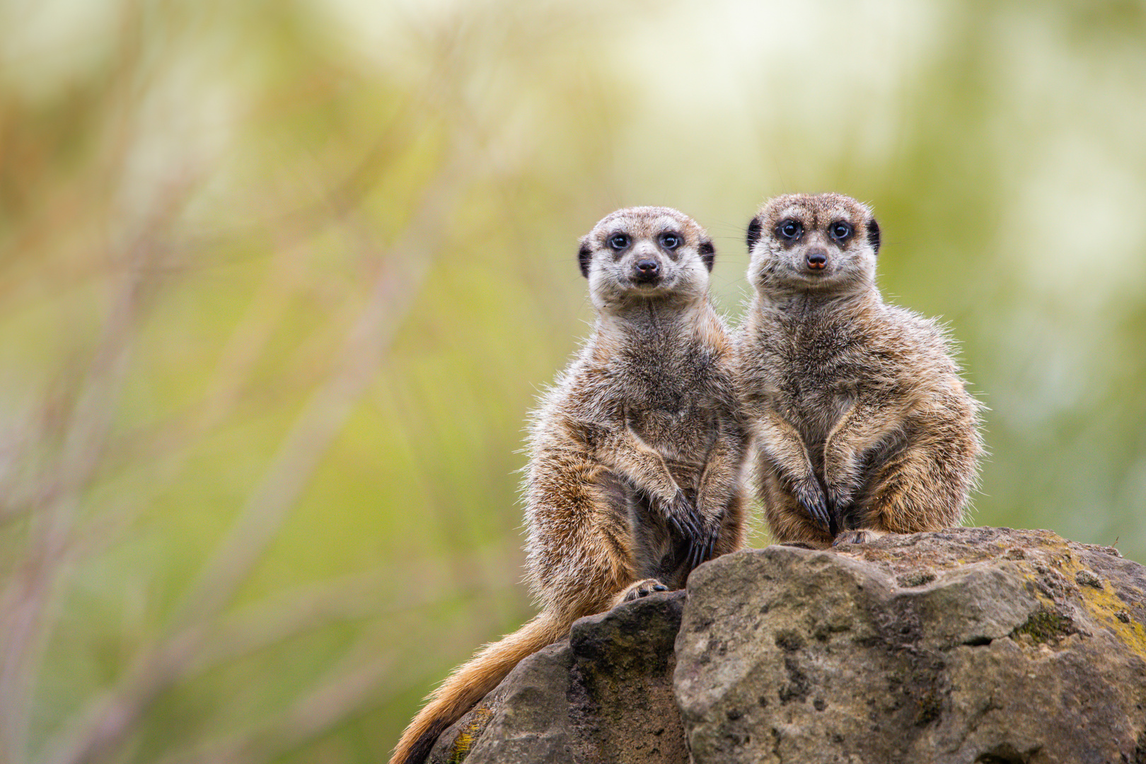 Teamwork Foto & Bild | tiere, zoo, wildpark & falknerei, säugetiere ...