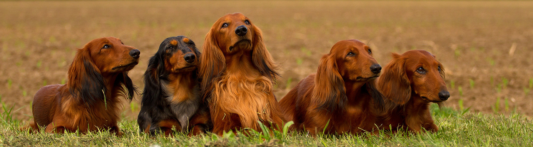 Teckel Foto & Bild | tiere, haustiere, hunde Bilder auf fotocommunity
