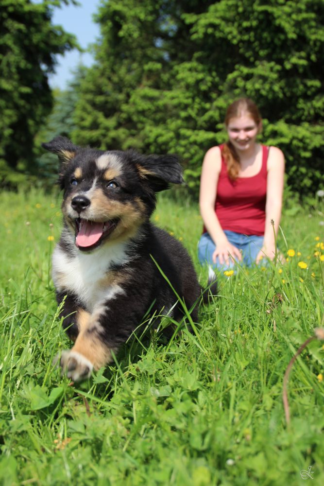 Ted Foto & Bild | tiere, tierkinder, hund Bilder auf fotocommunity